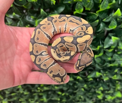 Lemonblast Desert Ghost Pied Ball Python by Fireball Reptiles - MorphMarket