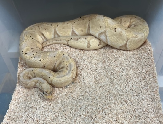 Adult Female Pastel Banana's Ball Python by Fireball Reptiles