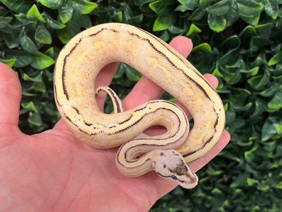 Super Pastel Superstripe Ball Python by Fireball Reptiles