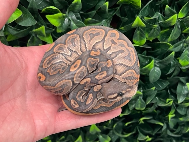 Hypo Black Pastel Ball Python by Fireball Reptiles - MorphMarket