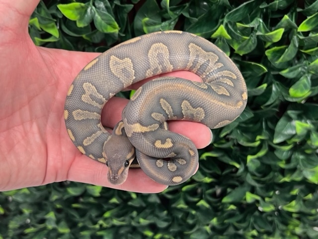 Hypo Super Chocolate Ball Python by Fireball Reptiles - MorphMarket