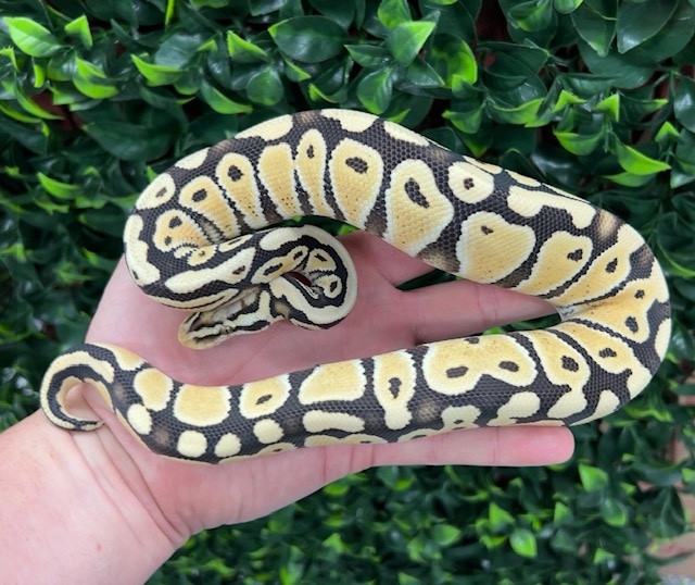 Pastel Desert Ghost 100% Double Het Hypo Clown Ball Python by Fireball ...