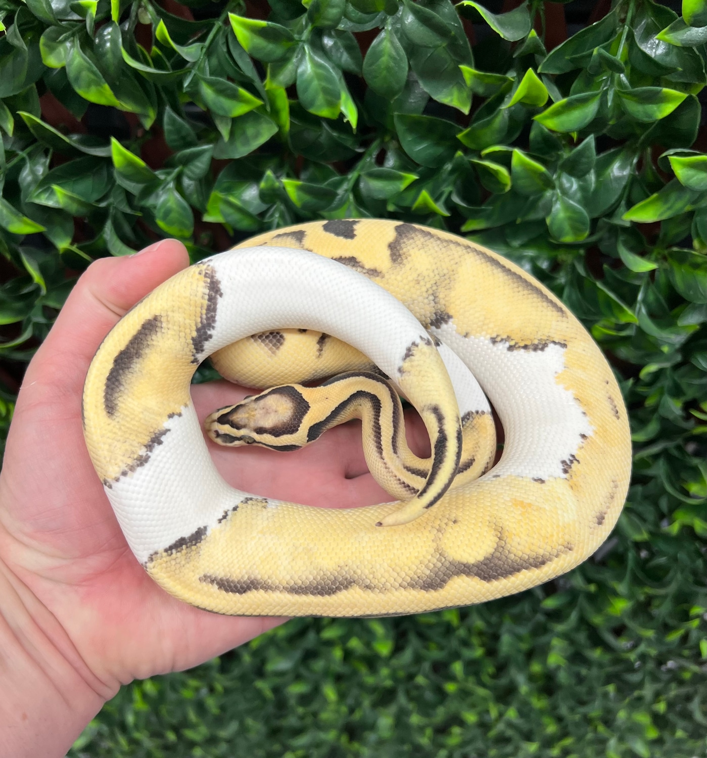 Pastel Desert Ghost Pied Ball Python by Fireball Reptiles - MorphMarket