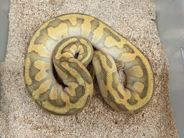 Hypo Pastel Butter Enchi Ball Python by Fireball Reptiles - MorphMarket