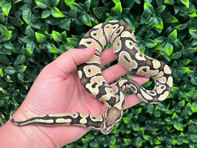 Desert Ghost 100% Het Clown Ball Python by Fireball Reptiles - MorphMarket