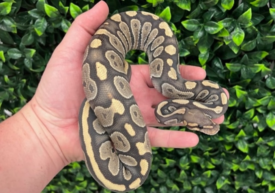 Hypo Chocolate Ball Python by Fireball Reptiles