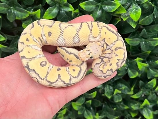 Hypo Pastel Desert Ghost Clown Ball Python by Fireball Reptiles