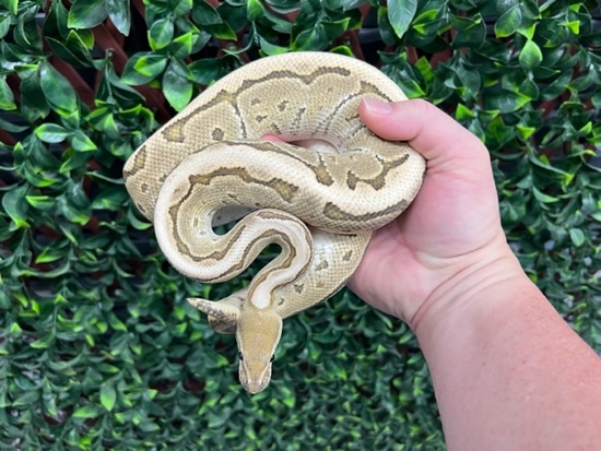 Adult Black Pastel Pinstripe Desert Ghost Male Ball Python By Fireball Reptiles