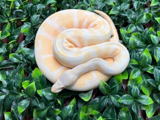 Adult Albino Desert Ghost Male Ball Python By Fireball Reptiles