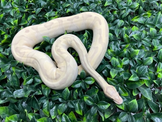 Adult Pastel Butter Enchi Desert Ghost Male Ball Python by Fireball ...