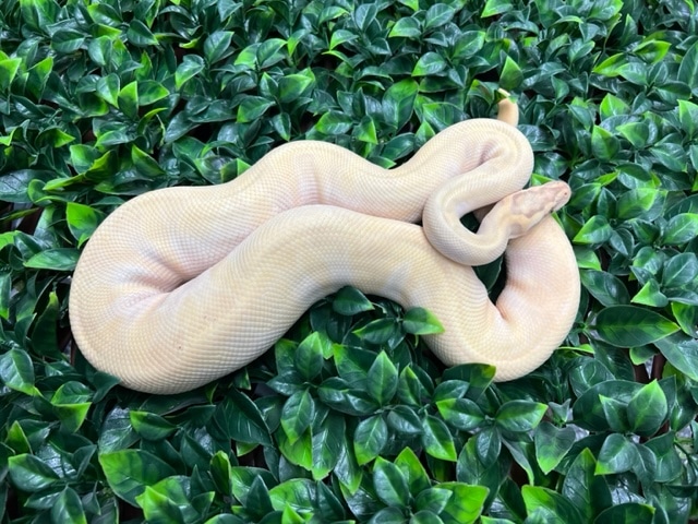 Adult Pastel Butter Super Enchi Desert Ghost Male Ball Python by ...