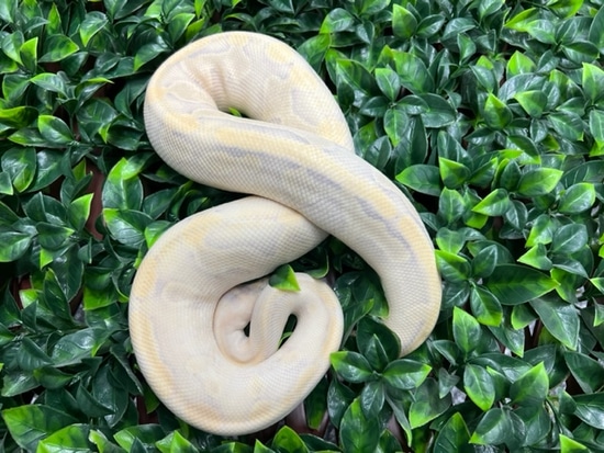 Adult Hypo Champagne Enchi Desert Ghost Male Ball Python by Fireball Reptiles