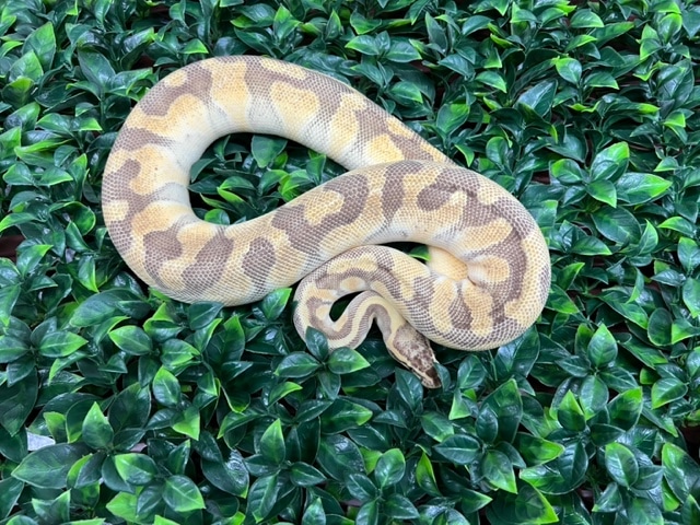 Adult Female Pastel Butter Enchi 100% Het Desert Ghost Ball Python by ...