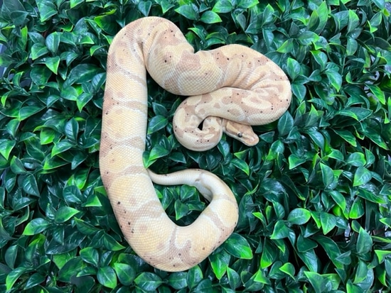 Adult Banana Male Ball Python by Fireball Reptiles