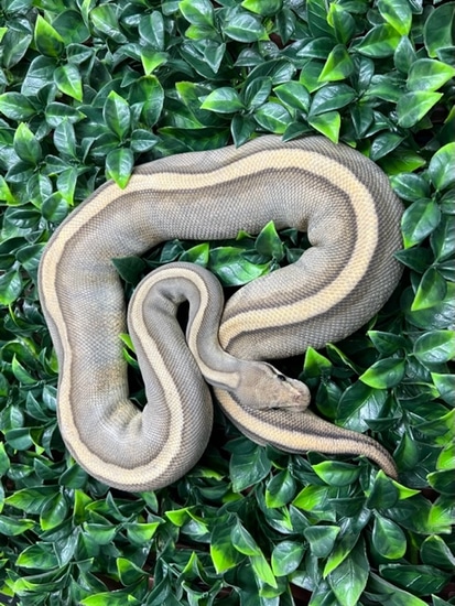 Adult Female Hypo Genetic Stripe Ball Python by Fireball Reptiles
