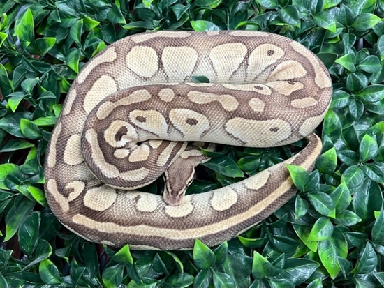 Adult Female Pastel Butter 100% Double Het Hypo Genetic Stripe Ball ...