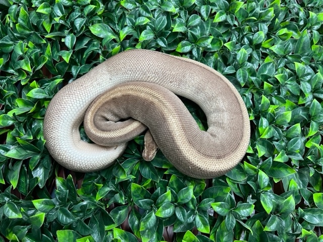 Adult Female Butter Genetic Stripe 100% Het Desert Ghost Ball Python by ...