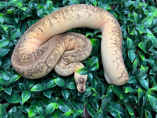 Adult Female Superblast Ball Python by Fireball Reptiles