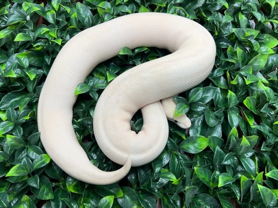 Adult Female Pastel Mocha Puma Ball Python by Fireball Reptiles