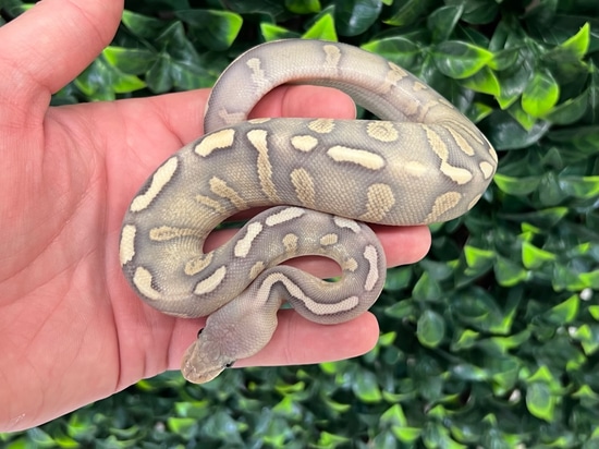 Hypo Pastel Super Chocolate Desert Ghost Ball Python by Fireball Reptiles