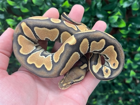 Hypo Black Pastel Enchi Desert Ghost Ball Python by Fireball Reptiles