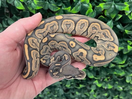 Hypo Black Pastel Ball Python by Fireball Reptiles