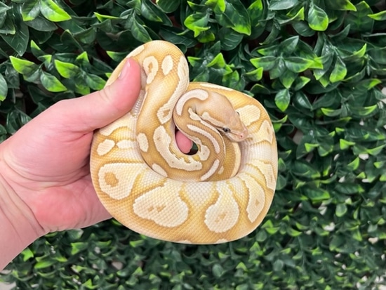 Banana Butter Chocolate Ball Python by Fireball Reptiles
