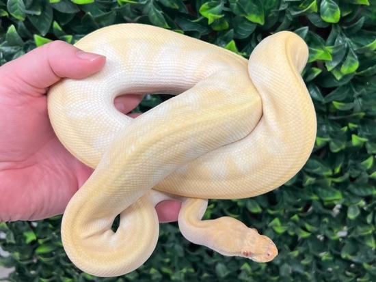 Albino Butter Pinstripe Ball Python by Fireball Reptiles