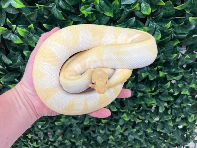 Albino Black Pastel Butter Enchi Ball Python by Fireball Reptiles ...