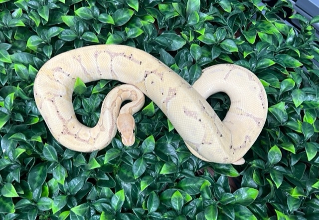 Banana Vanilla Ball Python by Fireball Reptiles - MorphMarket