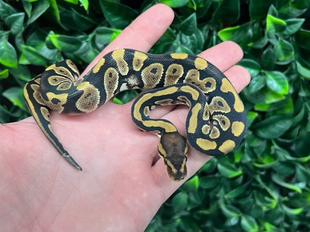 Chocolate 100% Triple Het Hypo DG Clown Ball Python by Fireball ...