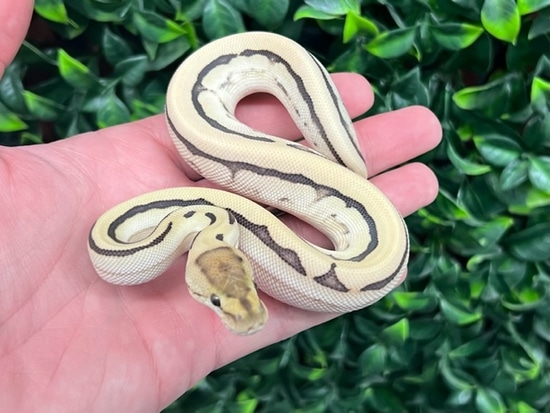Butter Desert Ghost Genetic Stripe 100% Double Het Cryptic Clown Ball ...