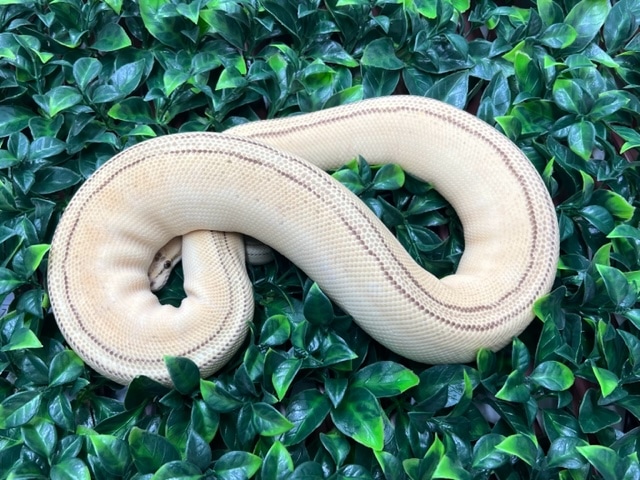 Super Pastel Butter YB Genetic Stripe Ball Python by Fireball Reptiles ...