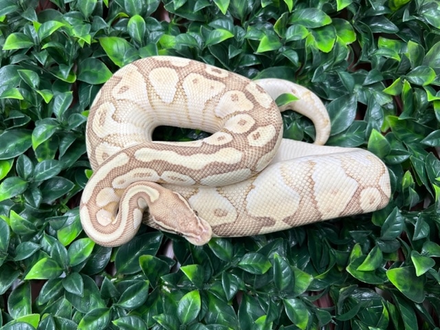 Pastel Butter Spark Ball Python by Fireball Reptiles - MorphMarket