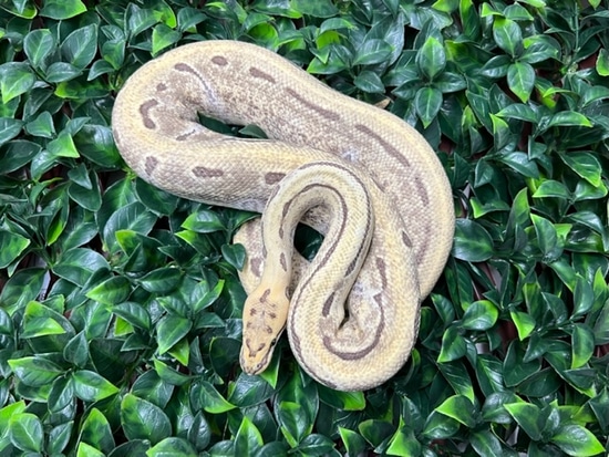 Adult Super Enchi Pinstripe Desert Ghost Ball Python by Fireball Reptiles