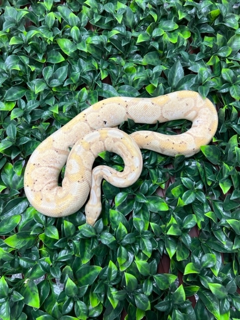 Pastel Banana 100% Het Hypo Ball Python by Fireball Reptiles - MorphMarket