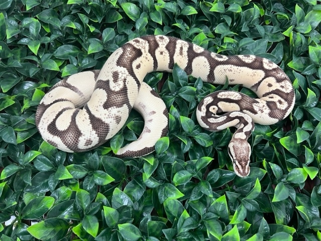 Adult OD Pastel Female Ball Python by Fireball Reptiles - MorphMarket