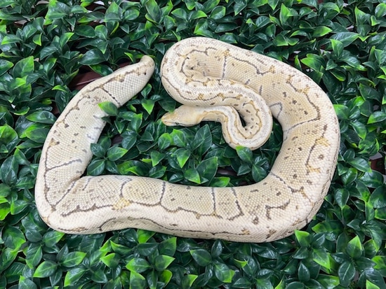 Proven Lemonblast Desert Ghost Female Ball Python by Fireball Reptiles