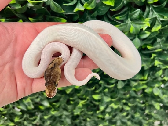 Black Pewter Pied Ball Python by Fireball Reptiles