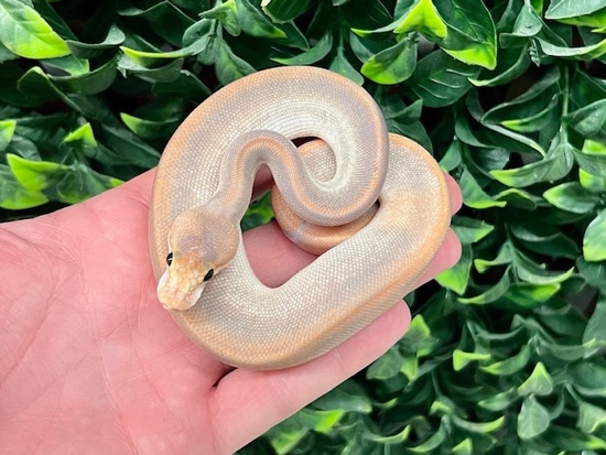 Black Pastel Mimosa Ball Python by Fireball Reptiles