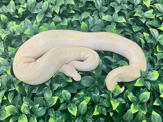 Albino Black Pewter Ball Python by Fireball Reptiles