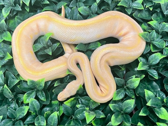 Albino Genetic Stripe Ball Python by Fireball Reptiles