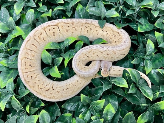Black Pewter Pinstripe Desert Ghost Ball Python by Fireball Reptiles