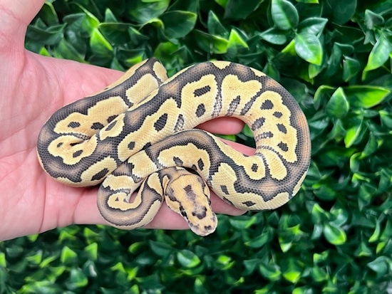 Desert Ghost Clown 100% Het Hypo Ball Python by Fireball Reptiles