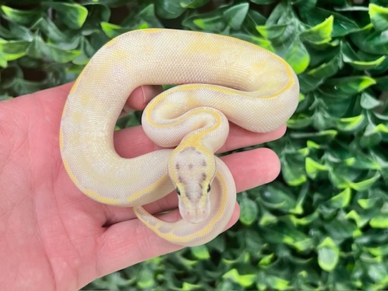 Pastel Enchi Ivory Ball Python by Fireball Reptiles