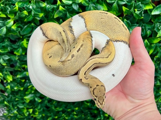 Pinstripe Desert Ghost Pied Ball Python by Fireball Reptiles