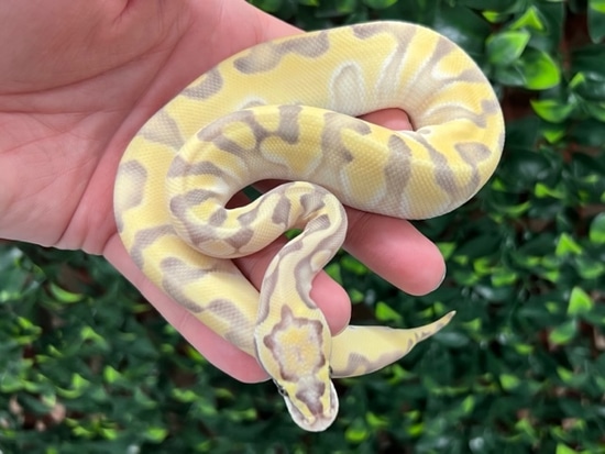 25 Lot Of DG Combos Ball Python by Fireball Reptiles