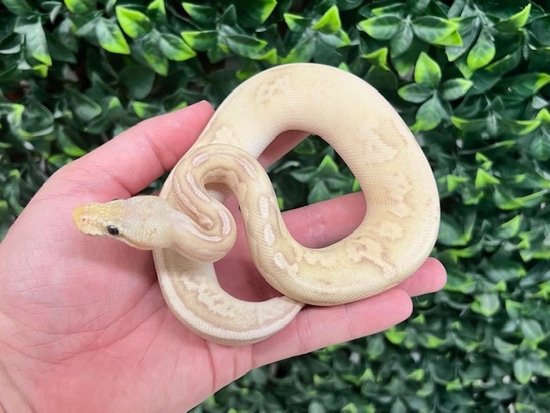 Banana Pewter Chocolate Ball Python by Fireball Reptiles