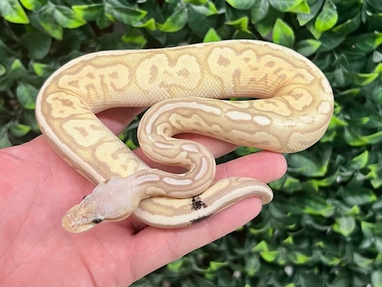 Banana Super Pastel Chocolate Ball Python by Fireball Reptiles