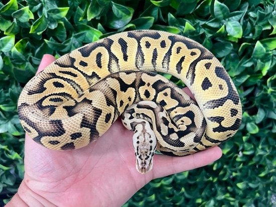 Pastel 100% Quad Het Cryptic Clown VPI Axanthic Desert Ghost Ball Python by Fireball Reptiles
